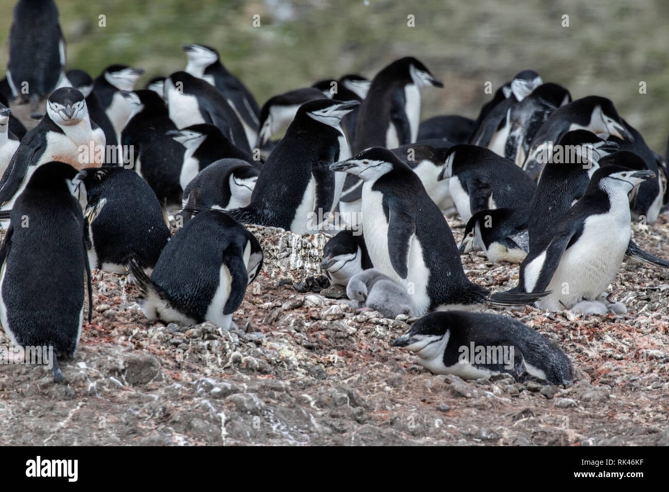 Chinstrap penguin breeding and nesting hi-res stock photography and ...