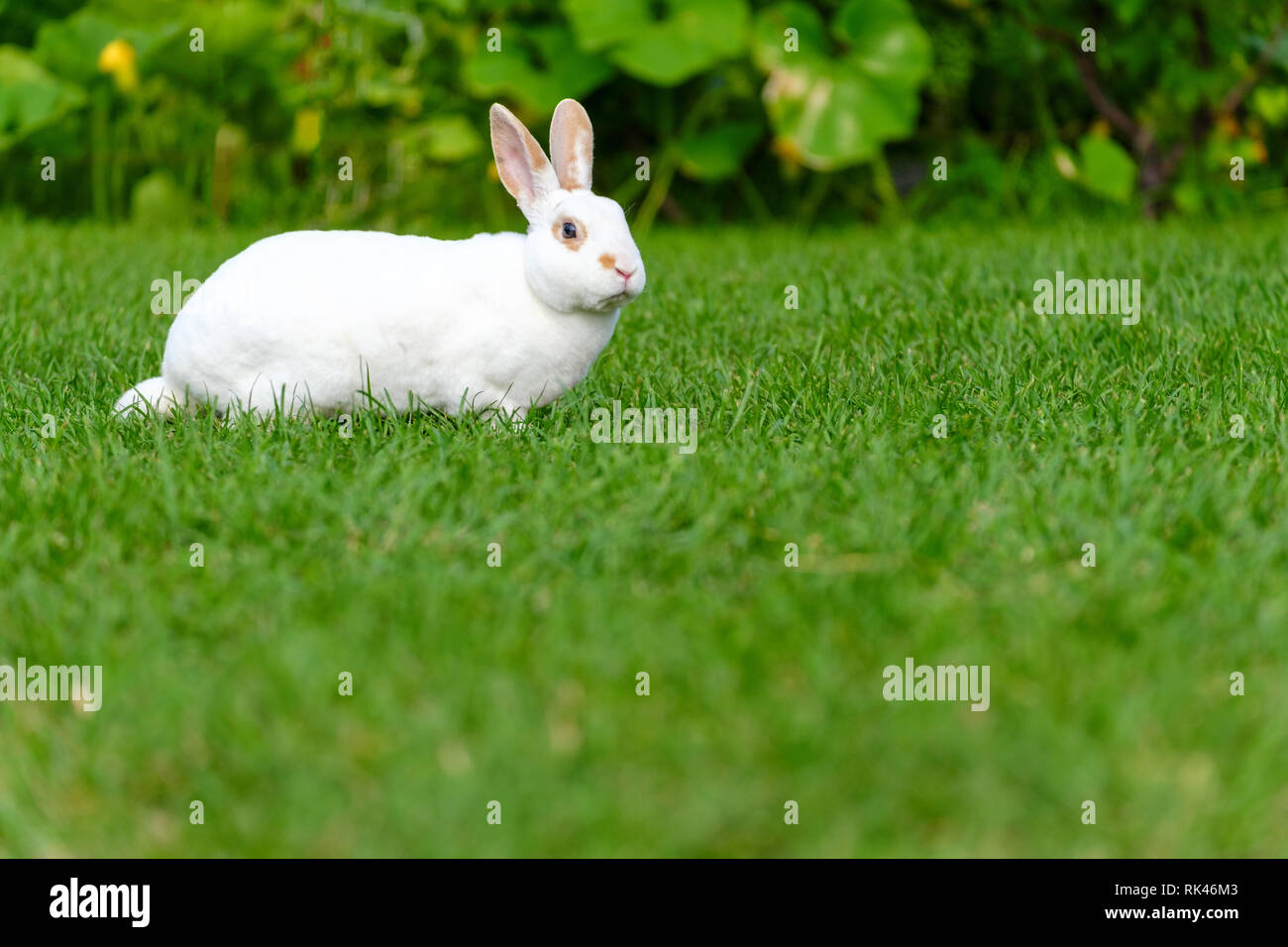 Calm and sweet little white rabbit sitting on green grass, cute bunny ...