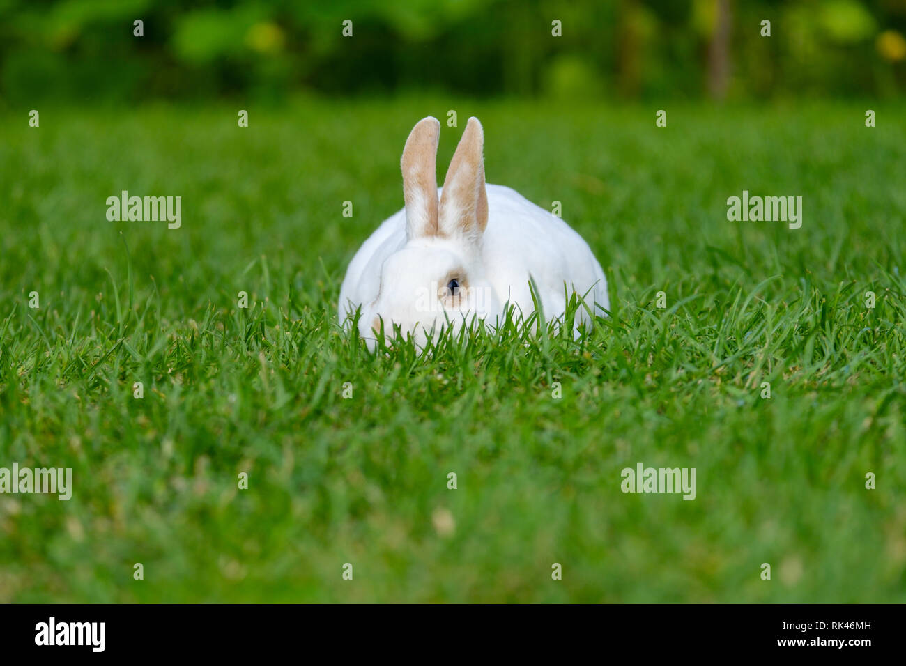 Calm and sweet little white rabbit sitting on green grass, cute bunny ...