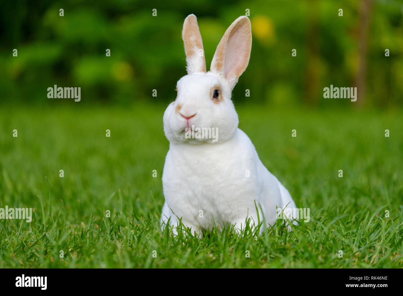 Calm and sweet little white rabbit sitting on green grass, cute bunny ...