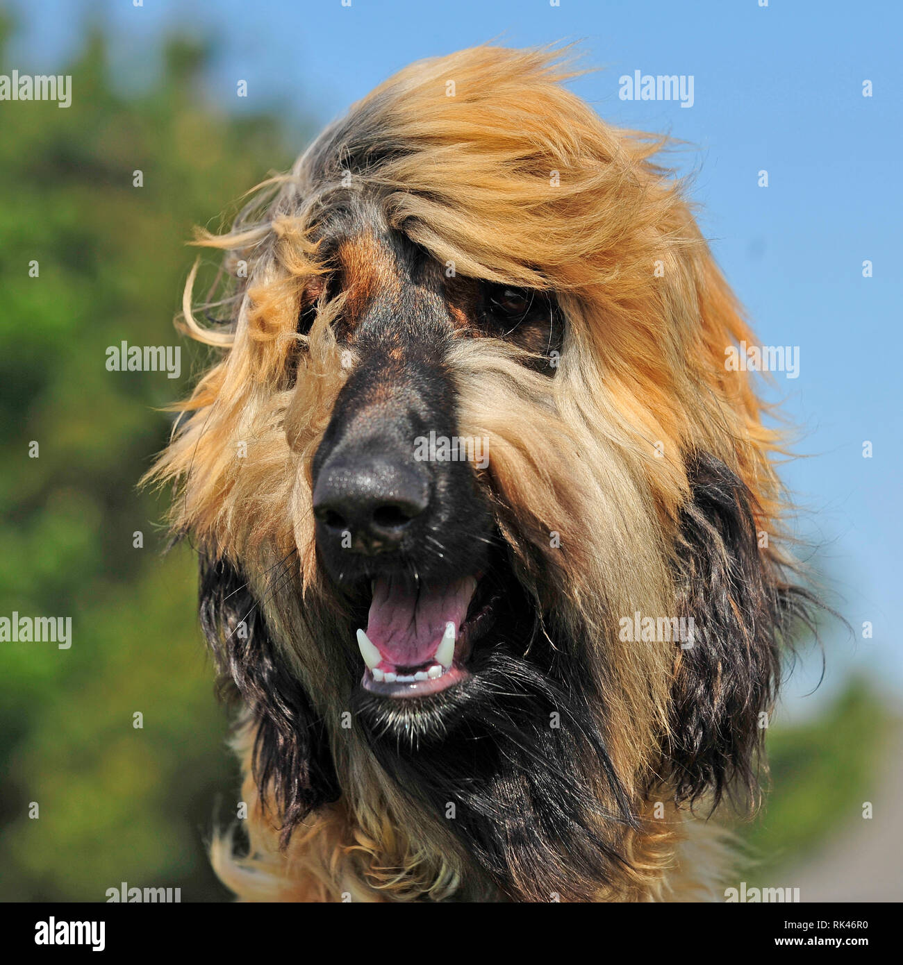 Afghan hound hair hi-res stock photography and images - Alamy