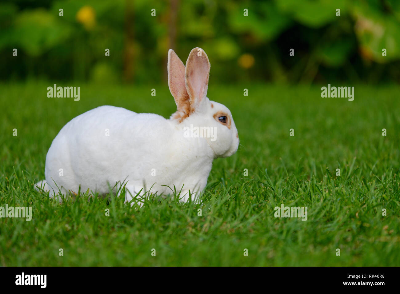 Calm and sweet little white rabbit sitting on green grass, cute bunny ...