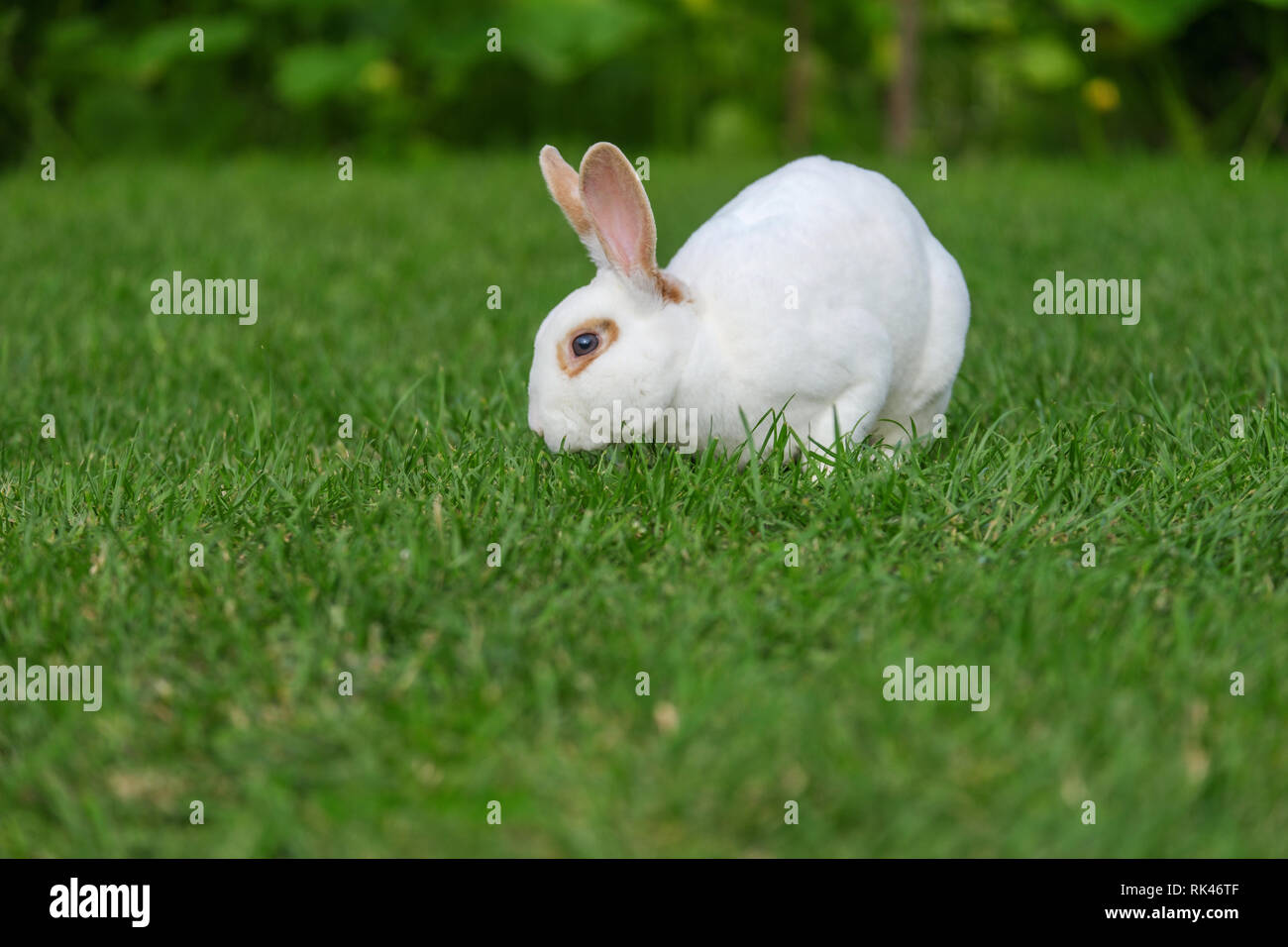 Little albino rabbit sitting on hi-res stock photography and images - Alamy