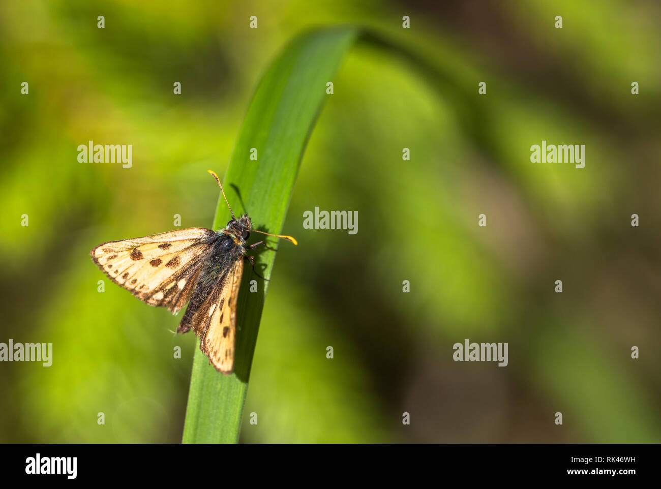 Northern Chequered Skipper Stock Photo - Alamy