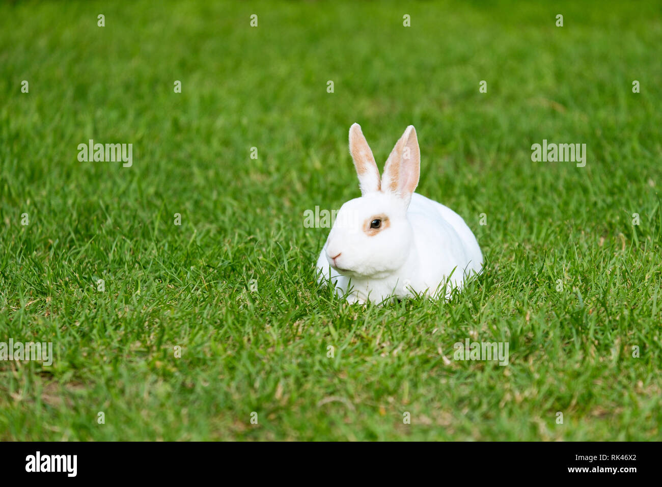Little albino rabbit sitting on hi-res stock photography and images - Alamy