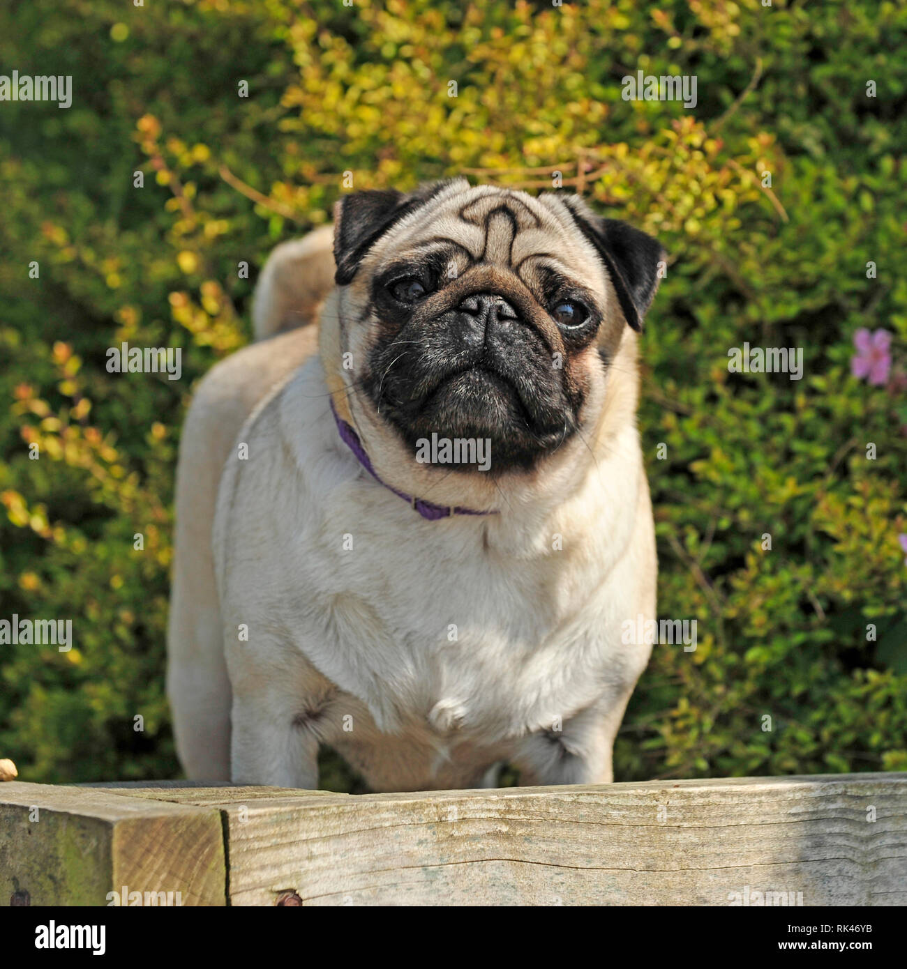 Pug nose High Resolution Stock Photography and Images - Alamy