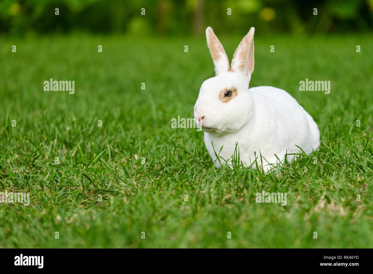 Calm and sweet little white rabbit sitting on green grass, cute bunny ...
