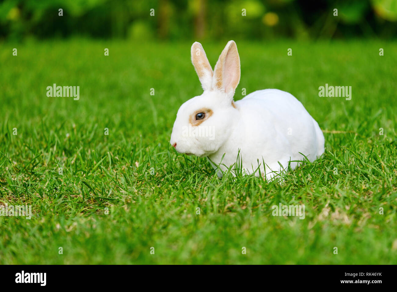 Calm and sweet little white rabbit sitting on green grass, cute bunny ...