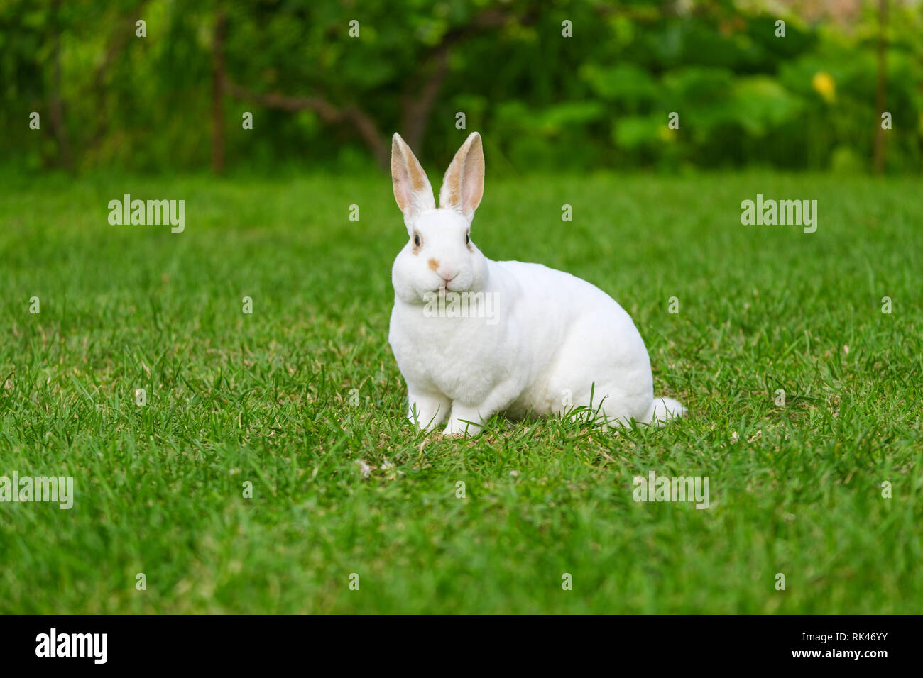 Calm and sweet little white rabbit sitting on green grass, cute bunny ...