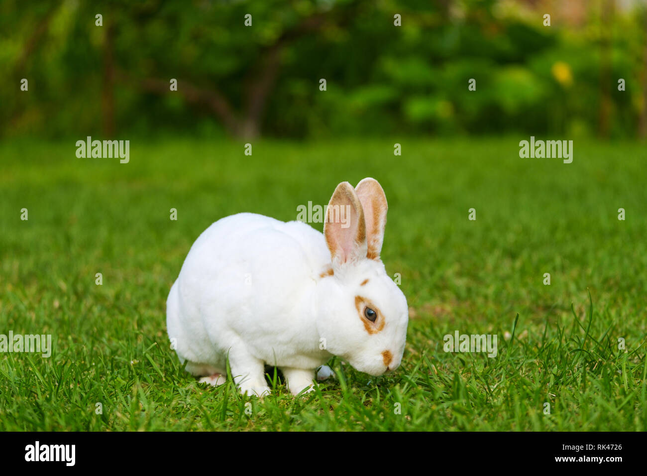 Calm and sweet little white rabbit sitting on green grass, cute bunny ...