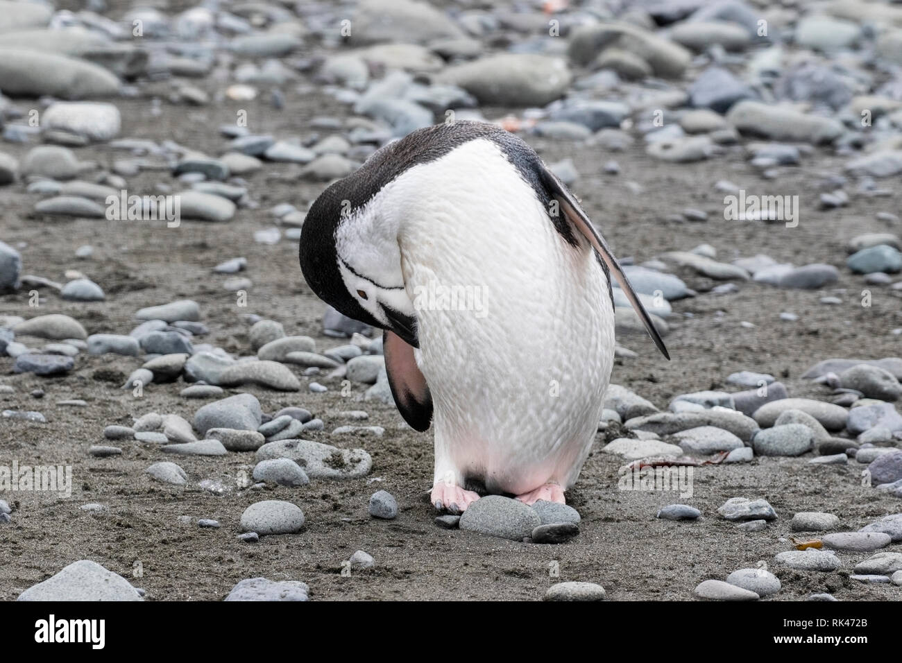 Chinstrap Penguins Poop
