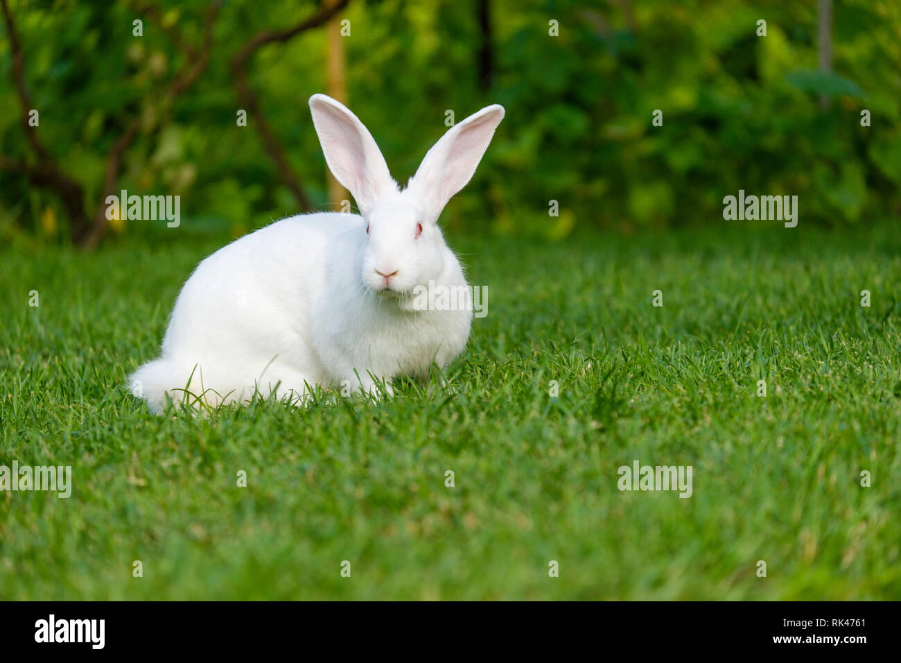 Calm and sweet little white rabbit sitting on green grass, cute bunny ...