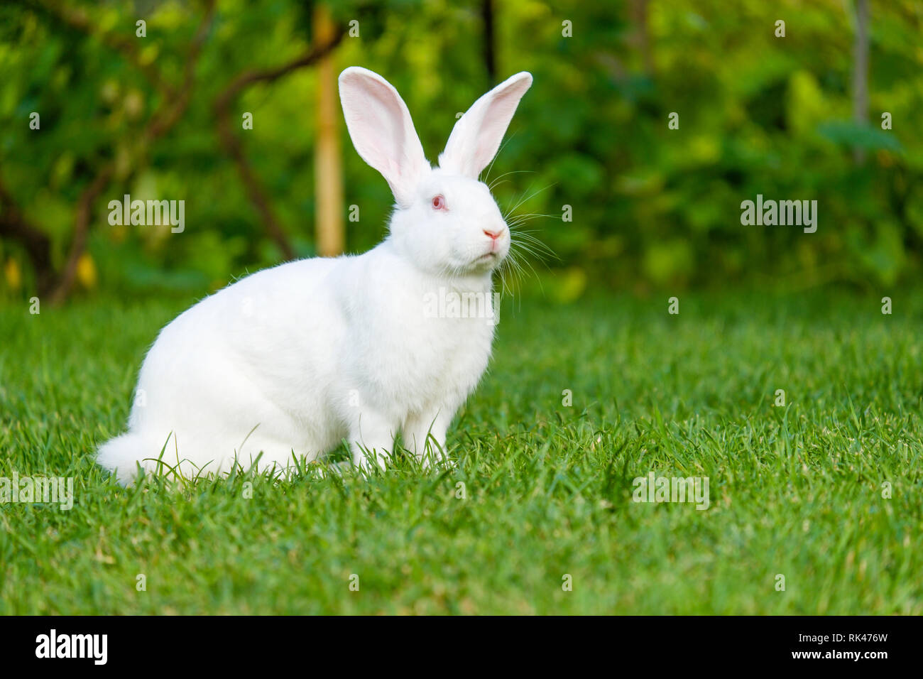Calm and sweet little white rabbit sitting on green grass, cute bunny ...