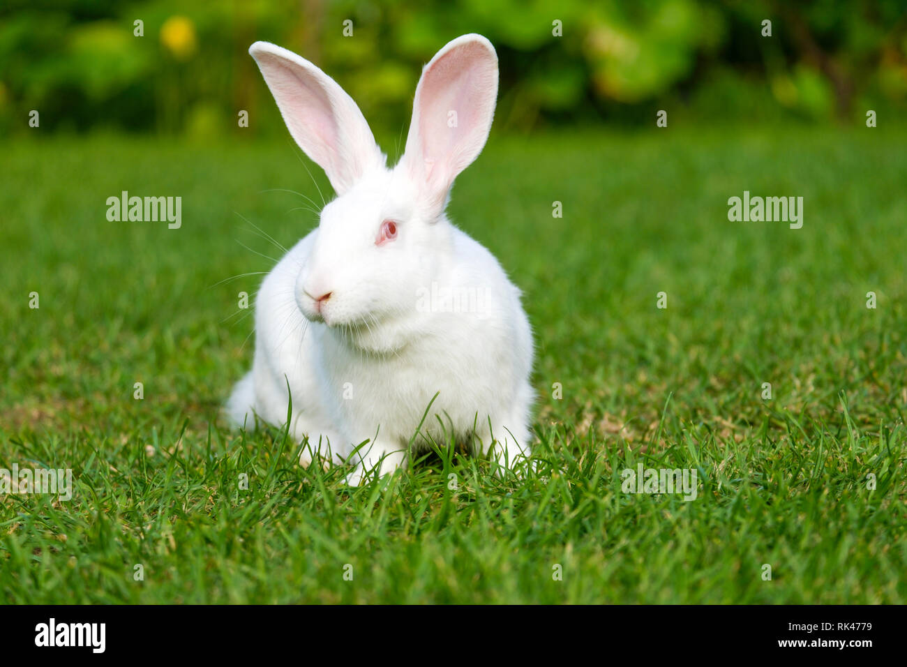 Calm and sweet little white rabbit sitting on green grass, cute bunny ...