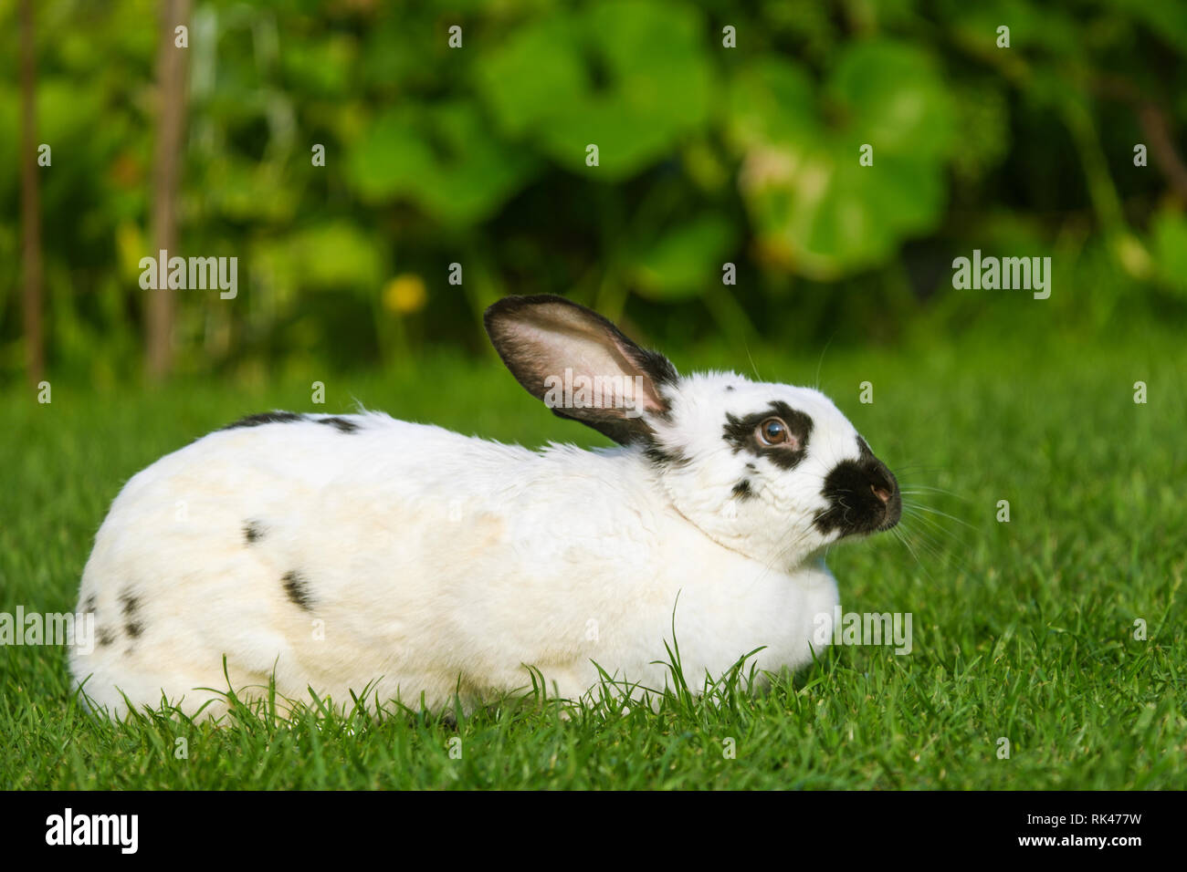 Calm and sweet little white rabbit sitting on green grass, cute bunny ...