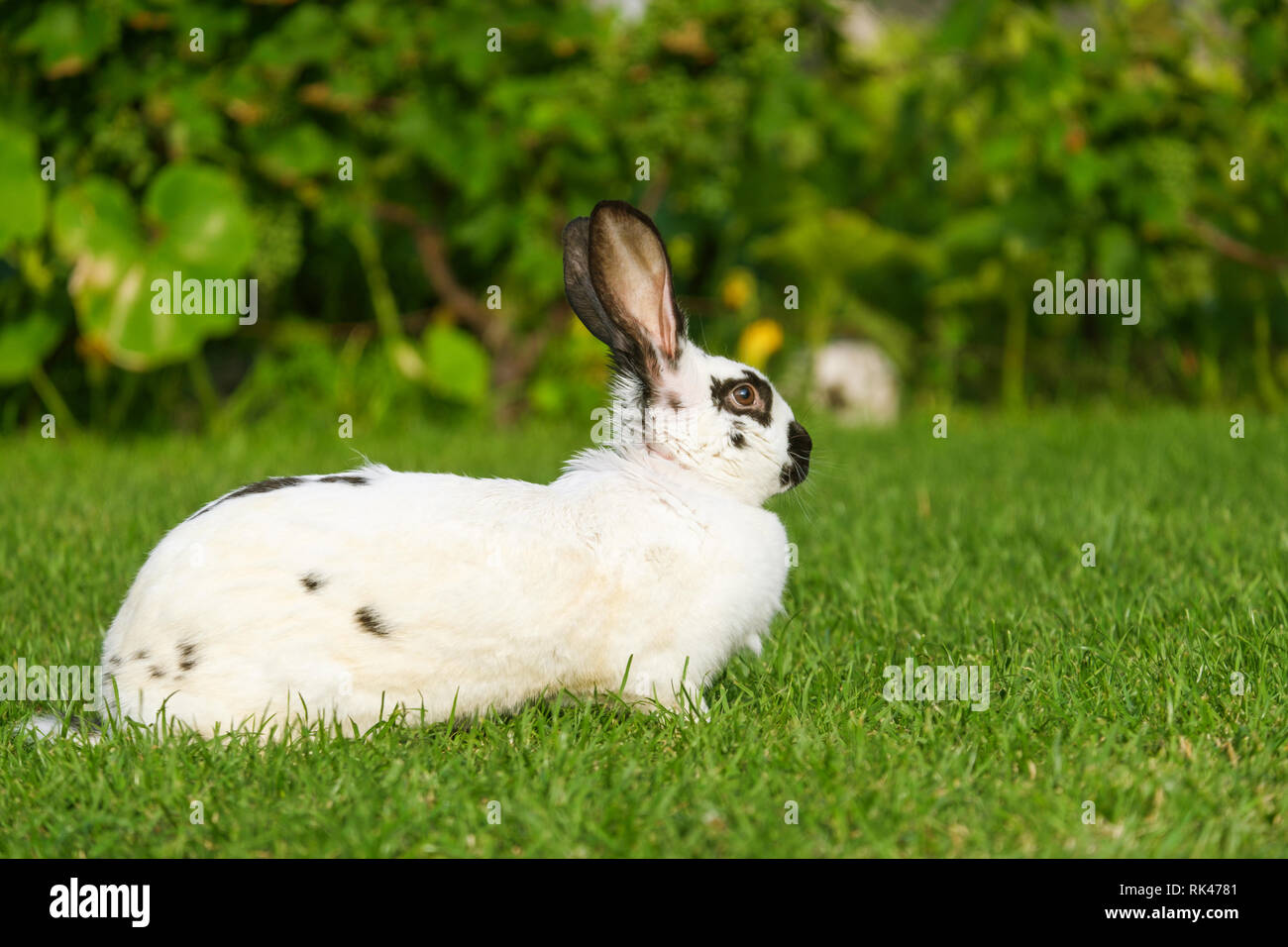 Calm and sweet little white rabbit sitting on green grass, cute bunny ...