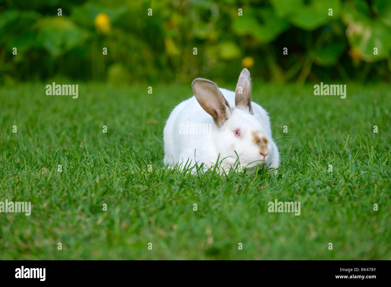 Calm and sweet little white rabbit sitting on green grass, cute bunny ...