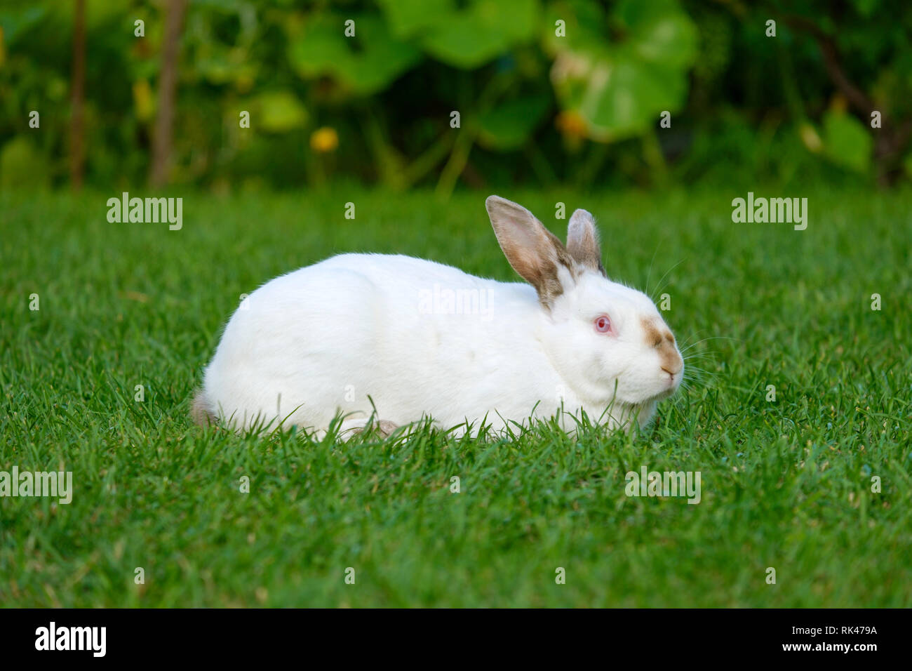 Calm and sweet little white rabbit sitting on green grass, cute bunny ...