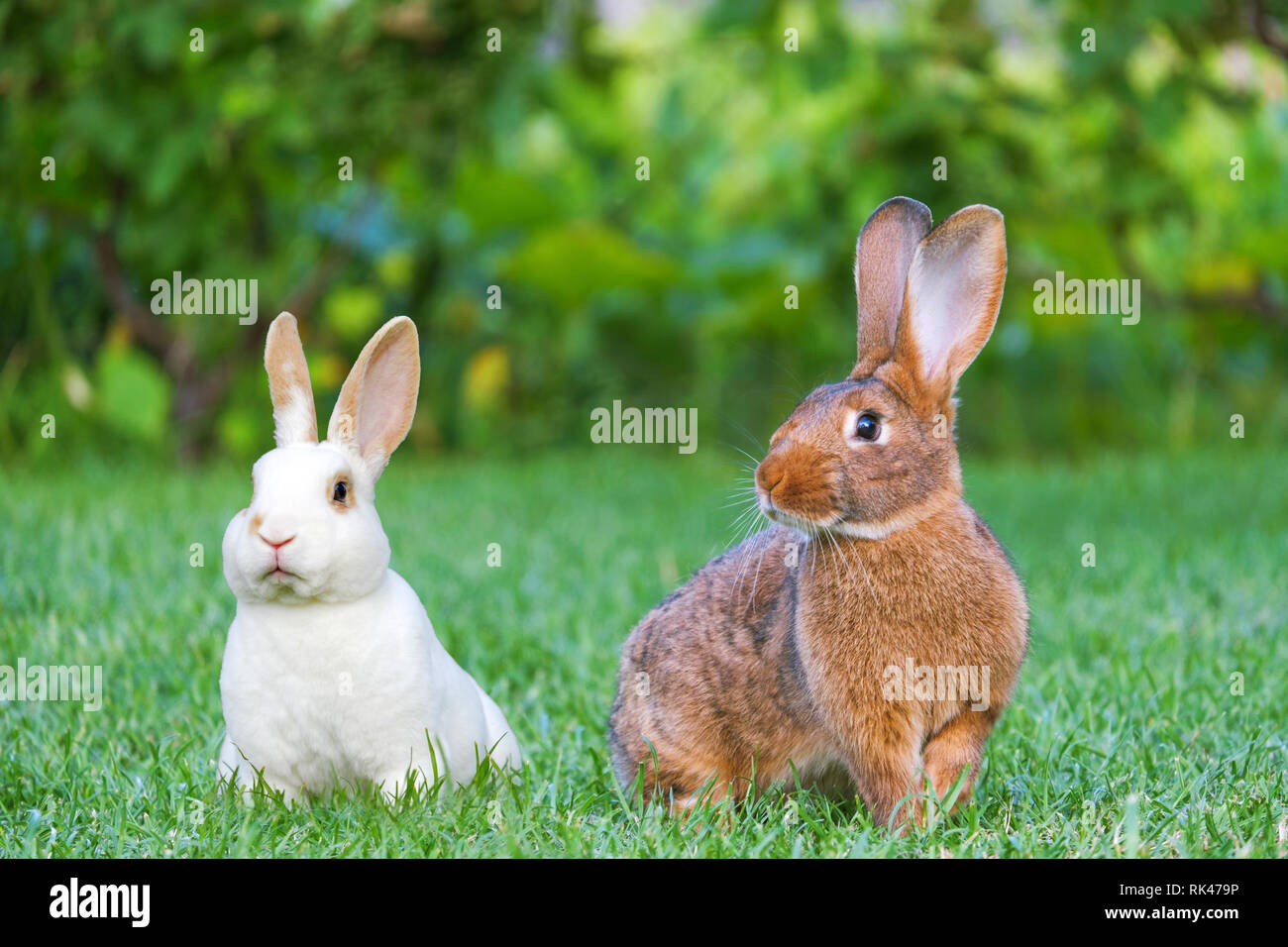 Calm and sweet little brown and white rabbits sitting on green grass ...