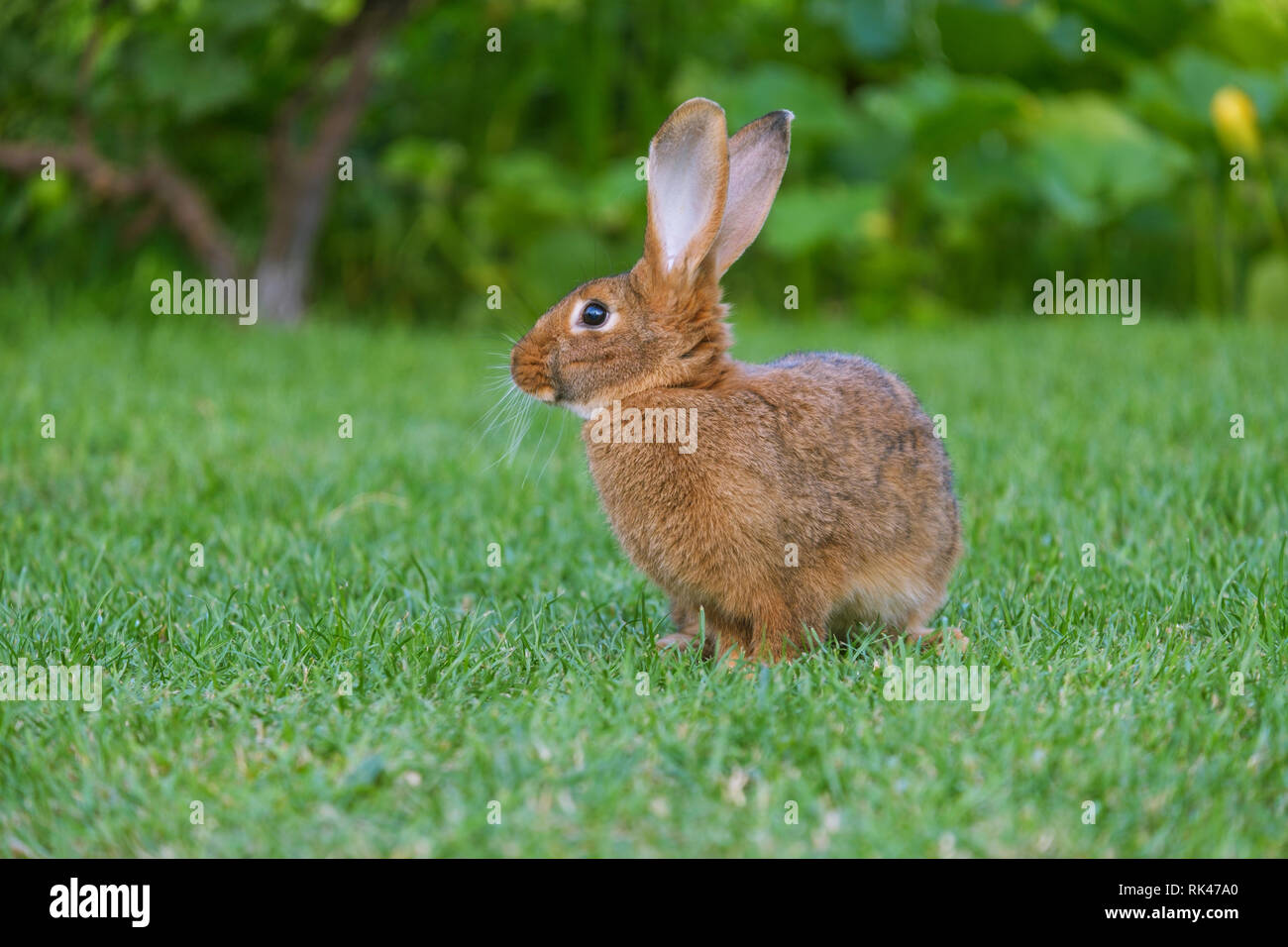 Calm and sweet little brown rabbit sitting on green grass, cute bunny ...