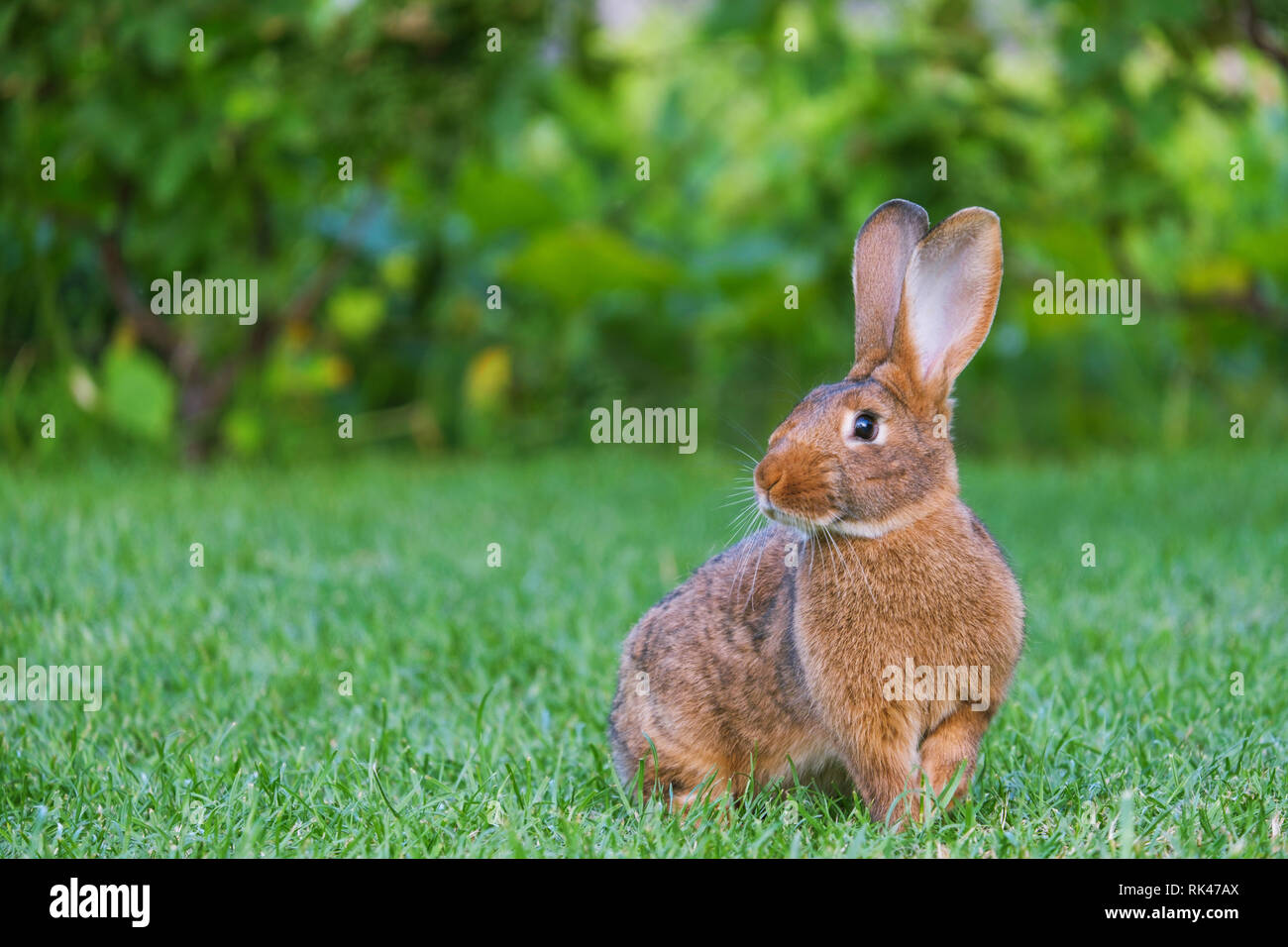 Calm and sweet little brown rabbit sitting on green grass, cute bunny ...
