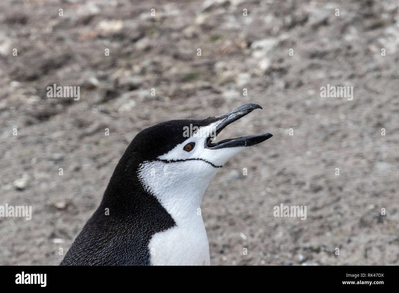 Chinstrap penguin adult calling on beach in Antarctica Stock Photo - Alamy
