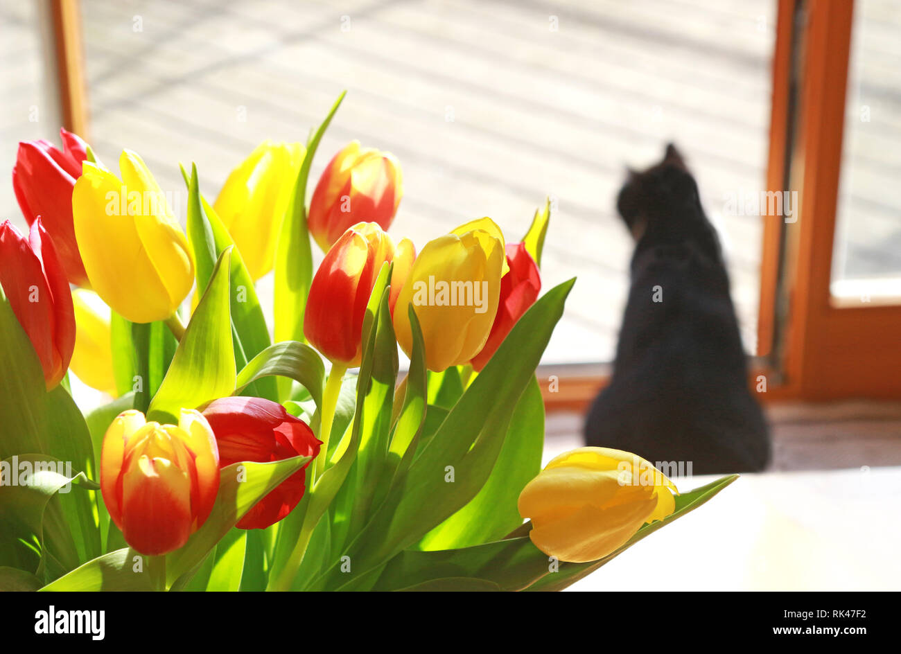 Domestic scene hi-res stock photography and images - Alamy