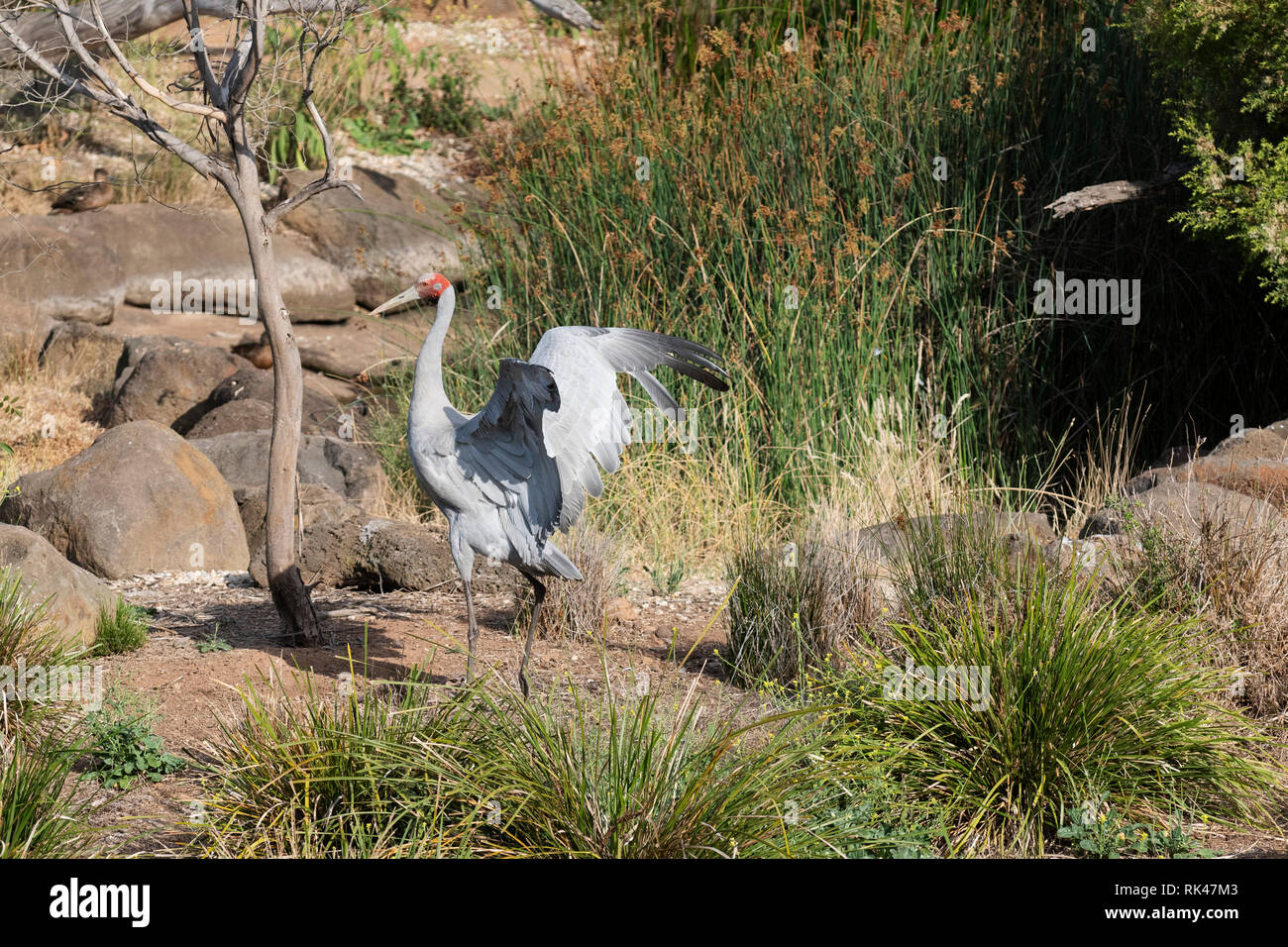 A brolga performs its mating dance Stock Photo - Alamy