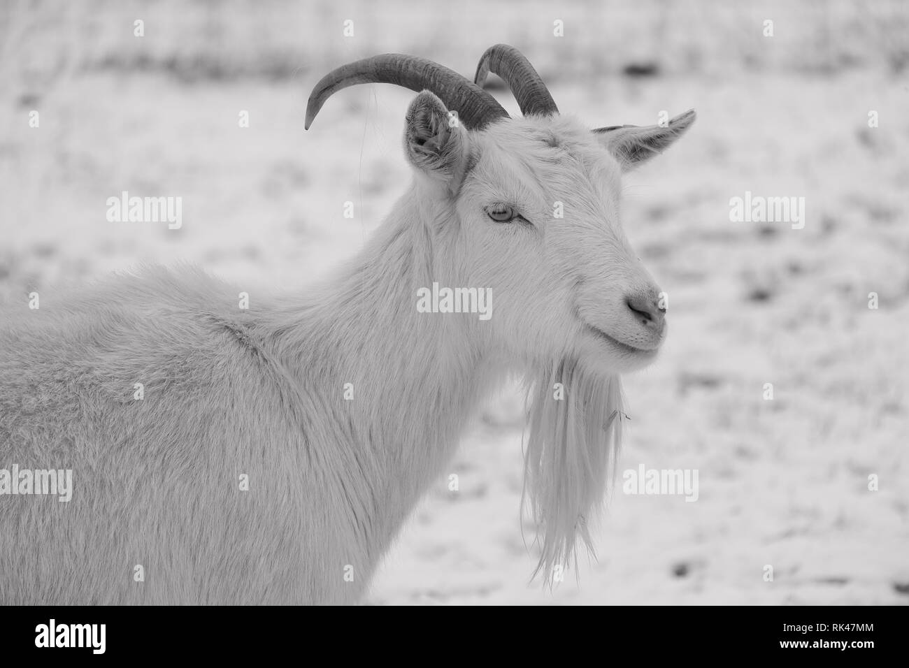 Greyscale animals hi-res stock photography and images - Alamy
