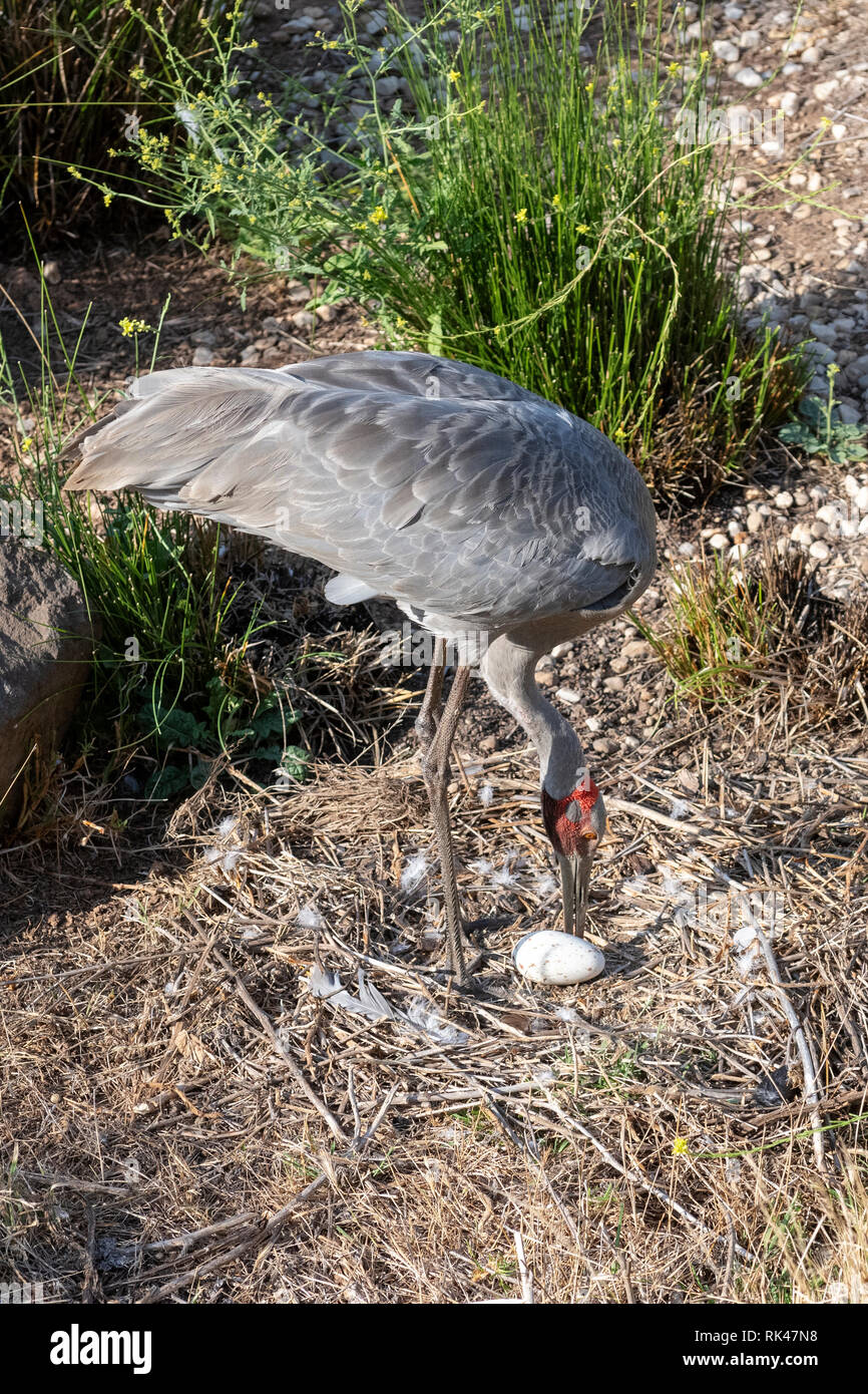 Brolga hi-res stock photography and images - Alamy