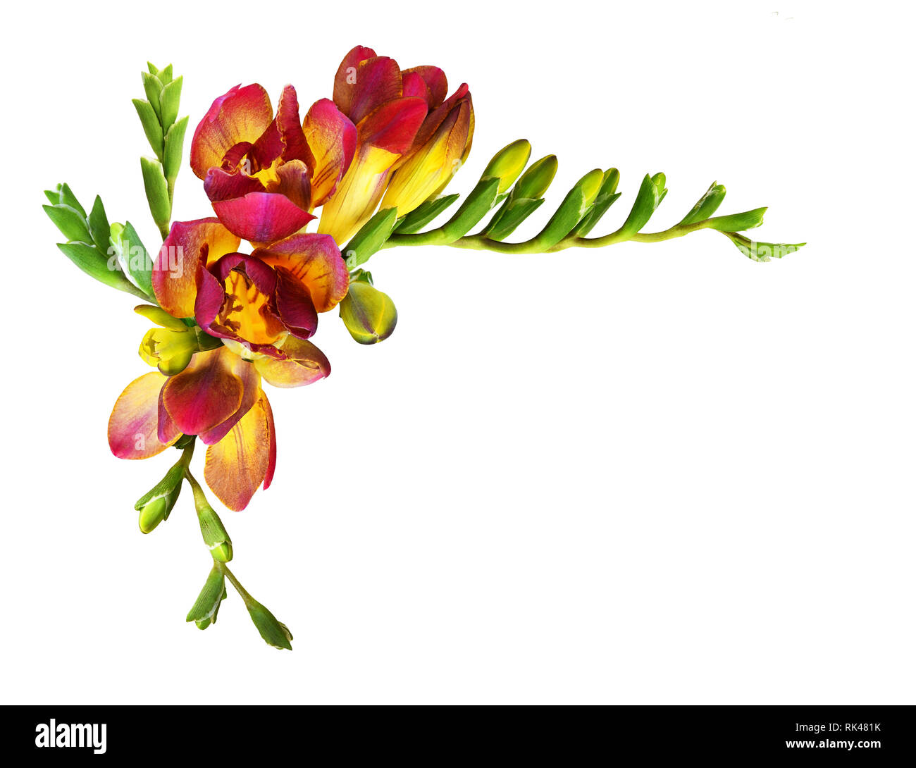 Fresh red freesia flowers and buds in a corner composition isolated on ...