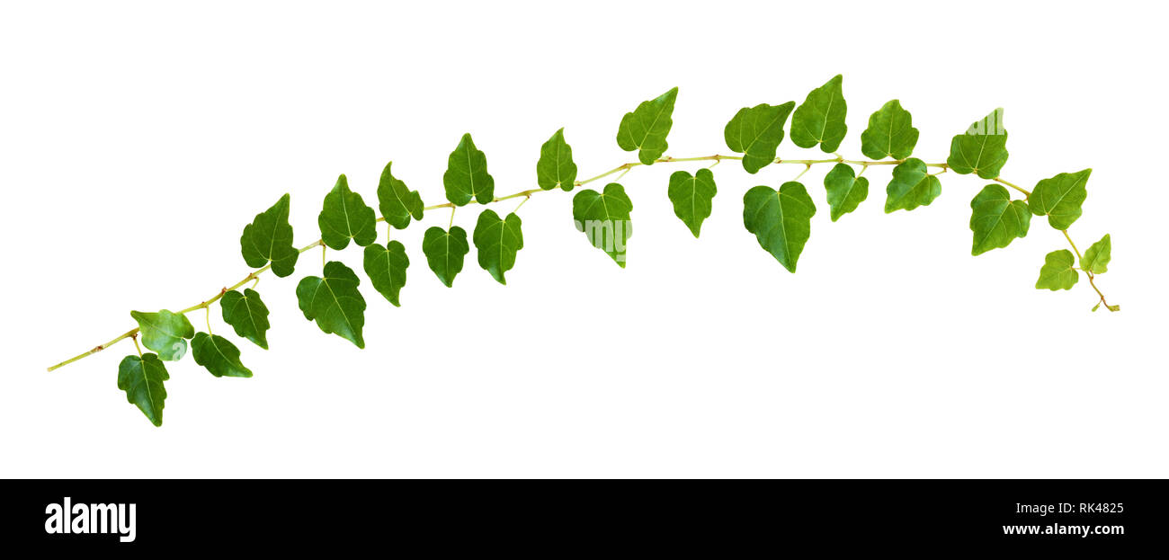 Closeup of ivy twig with small green leaves isolated on white Stock ...