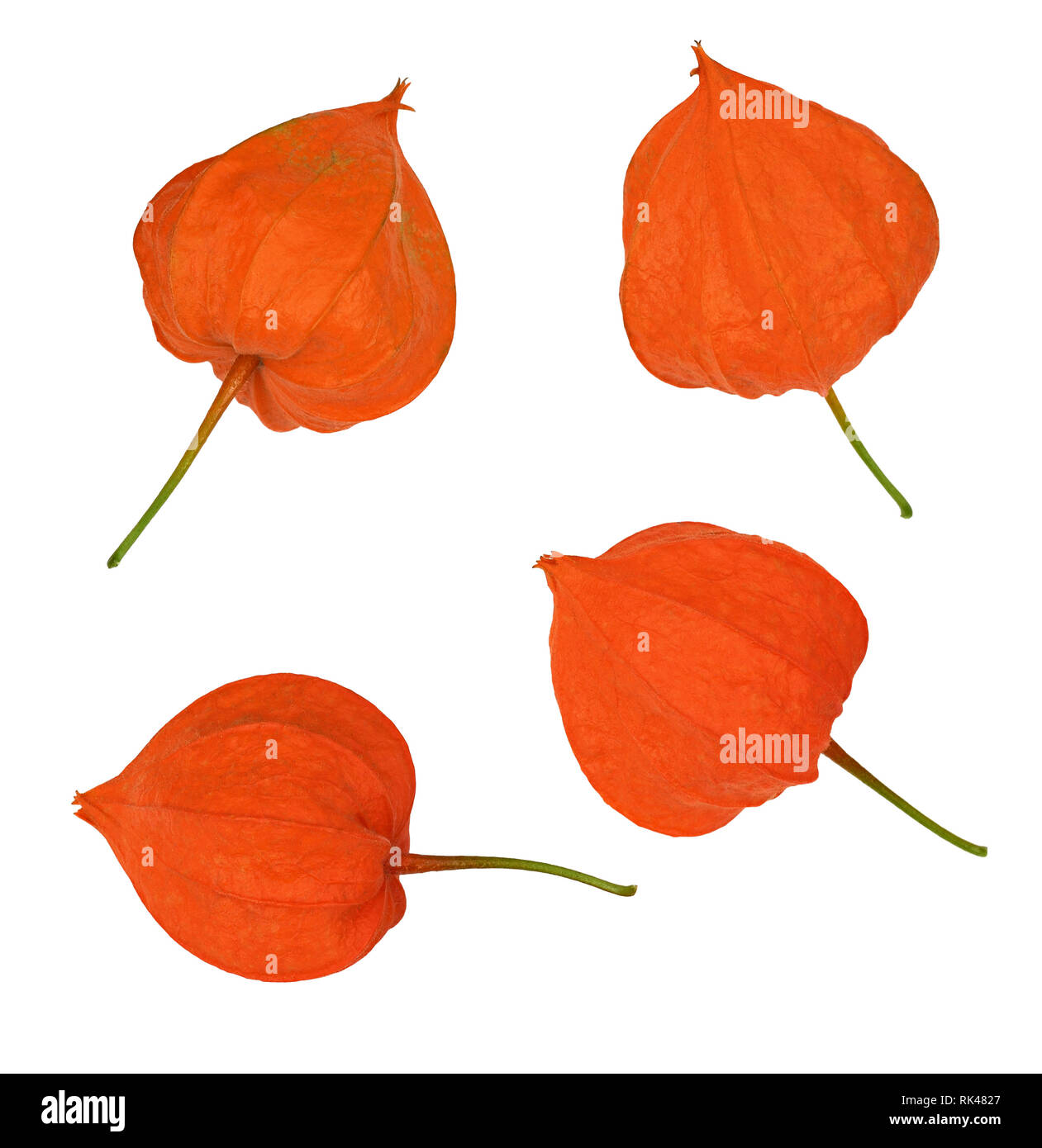 Set of orange physalis isolated on white Stock Photo - Alamy