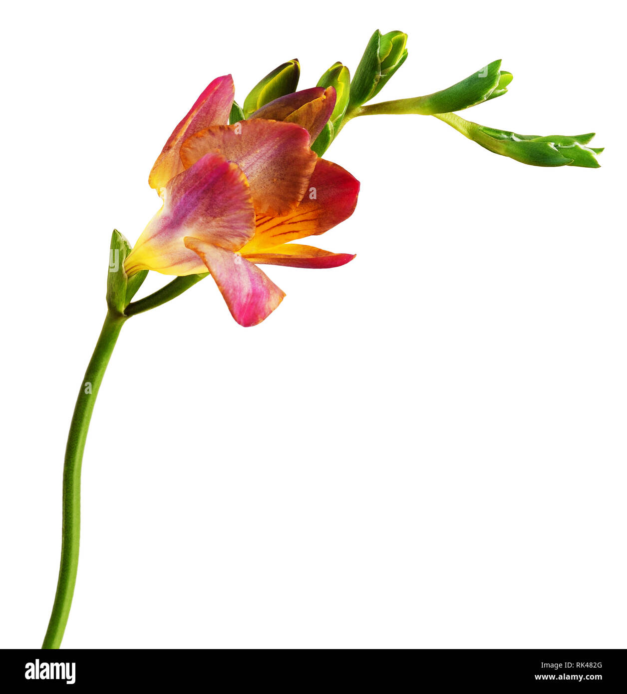 Red and yellow freesia flower and buds isolated on white background ...