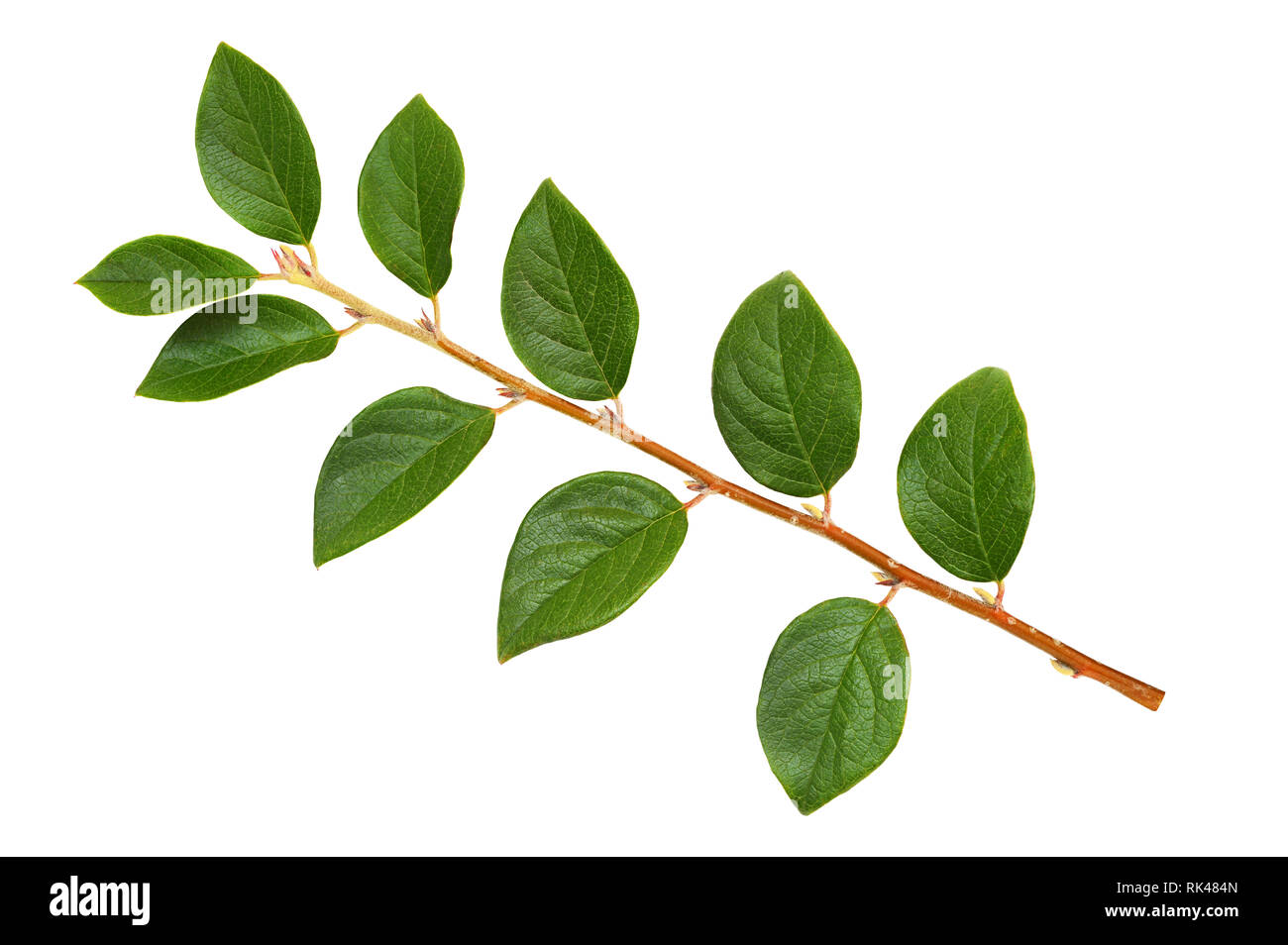 Twig with green leaves isolated on white background Stock Photo - Alamy