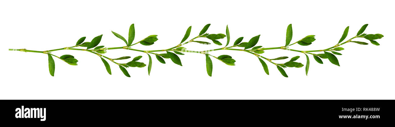 Line arrangement with fresh leaves isolated on white Stock Photo - Alamy