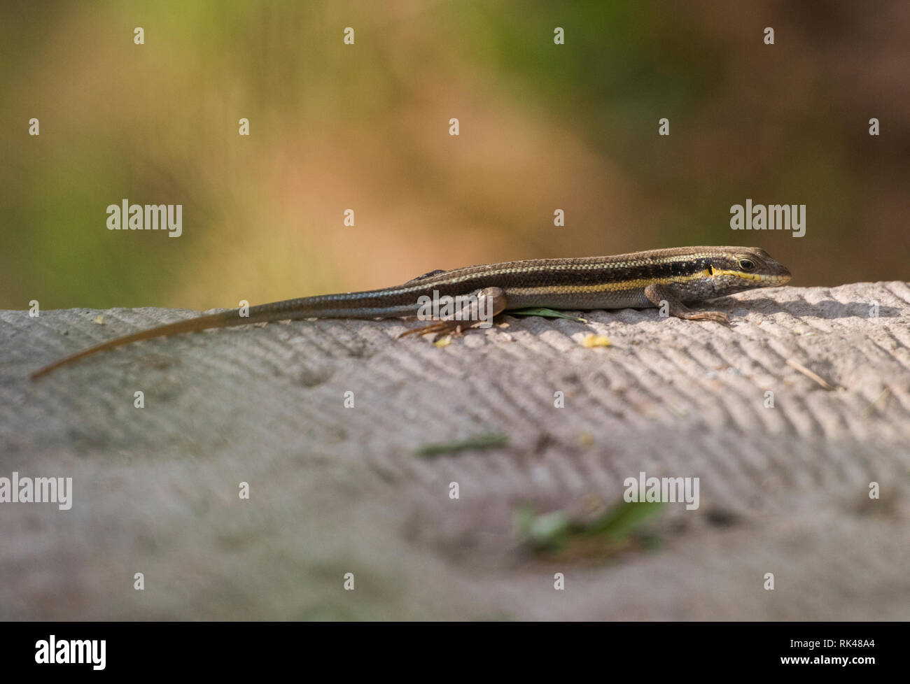 Blue tailed skink tail hi-res stock photography and images - Alamy