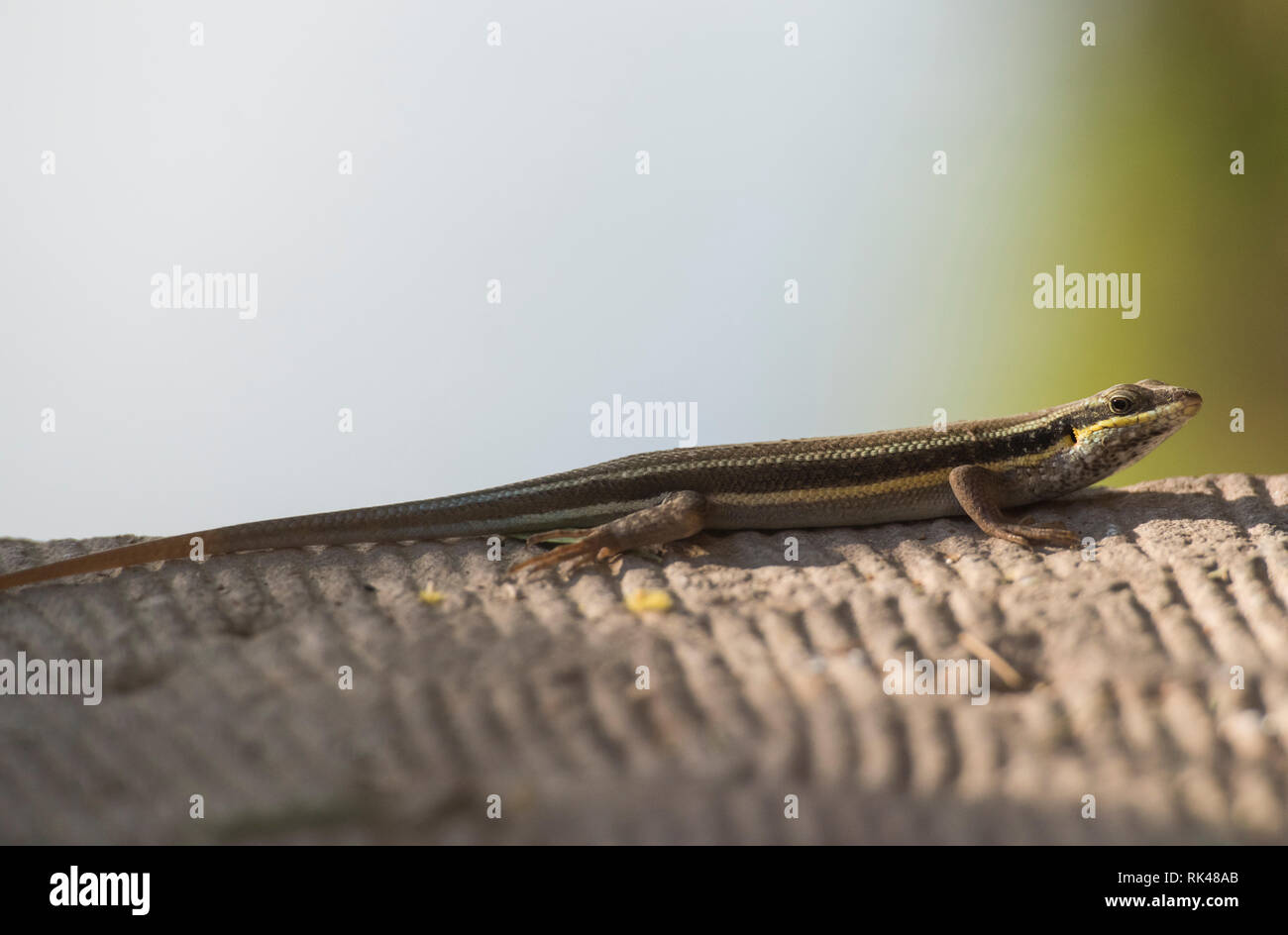 Blue tailed skink tail hi-res stock photography and images - Alamy