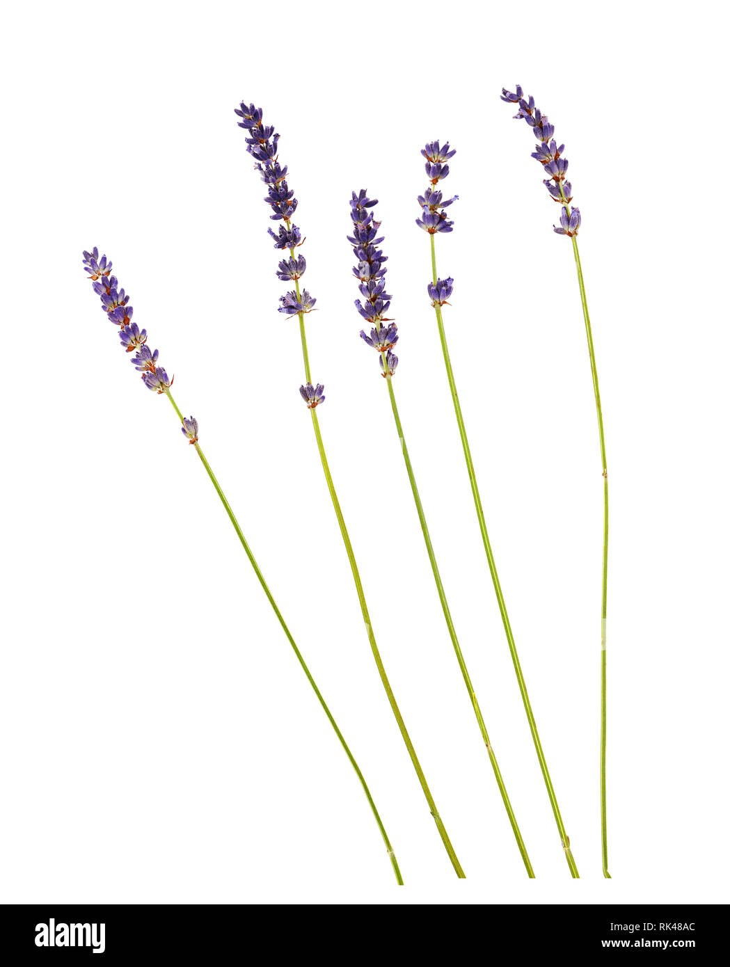 Set of lavender flowers isolated on white Stock Photo - Alamy