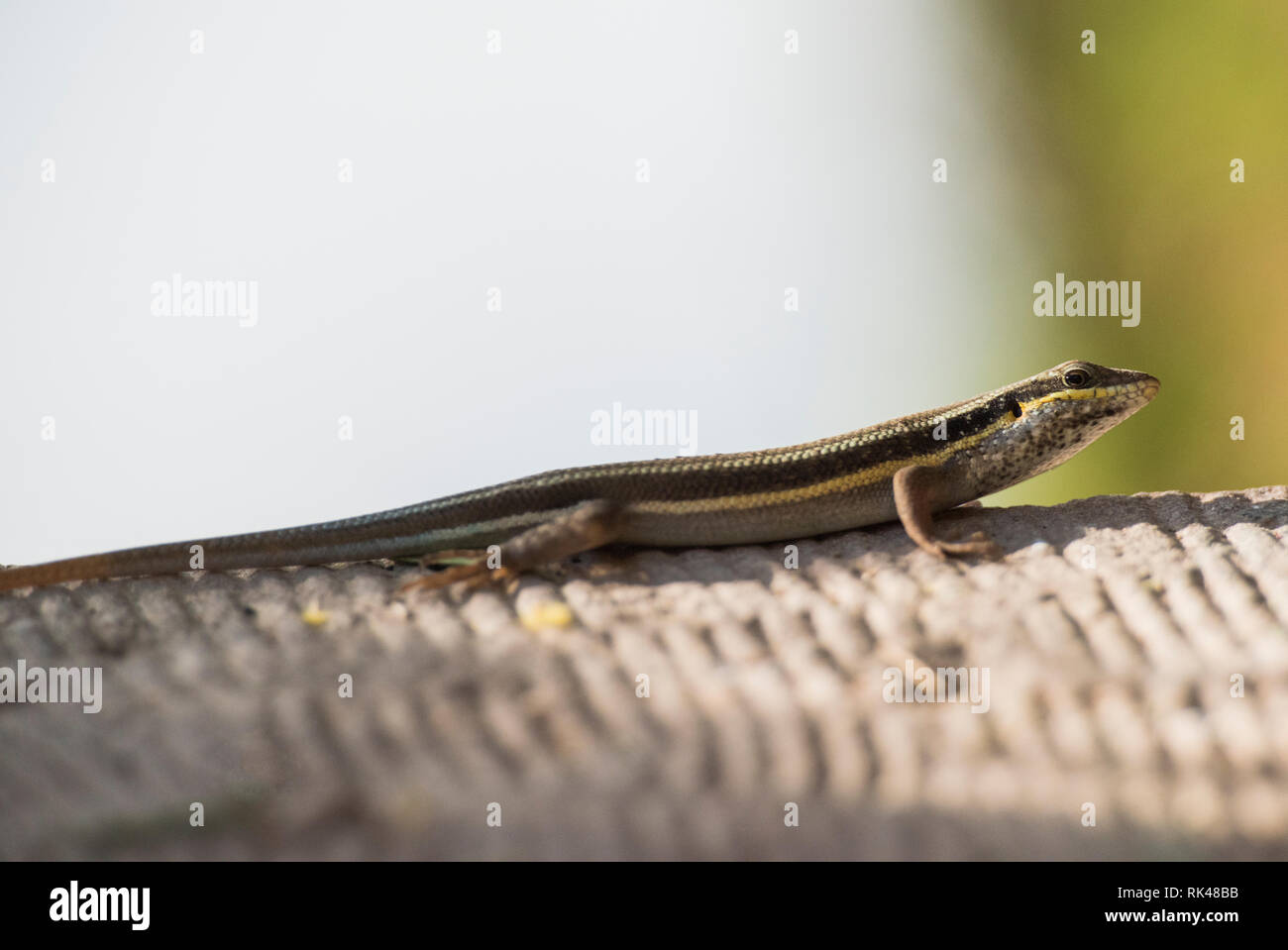 Blue tailed skink tail hi-res stock photography and images - Alamy