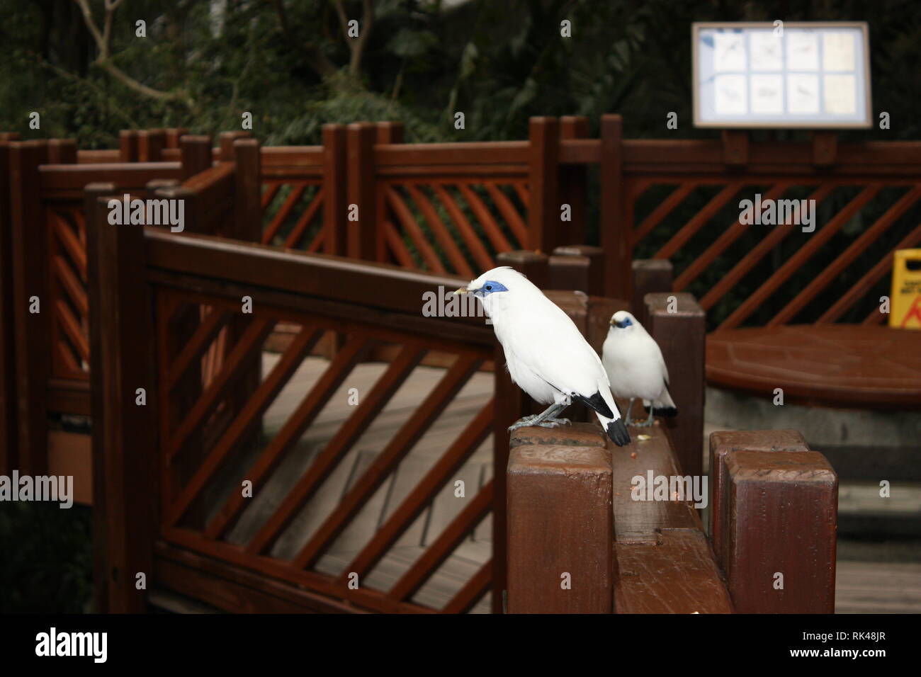 Birds in Asia Hong Kong Stock Photo - Alamy