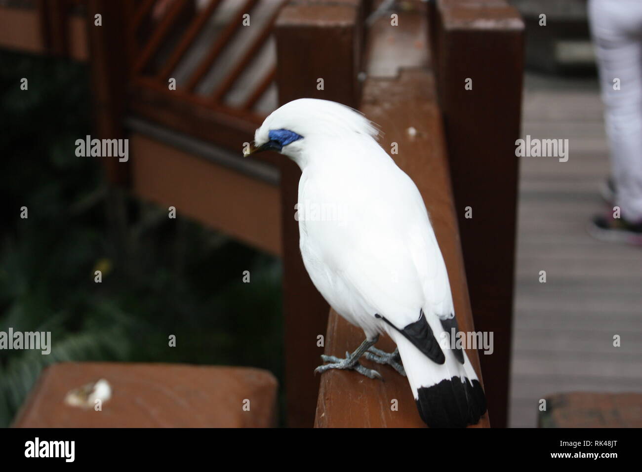 Birds in Asia Hong Kong Stock Photo - Alamy