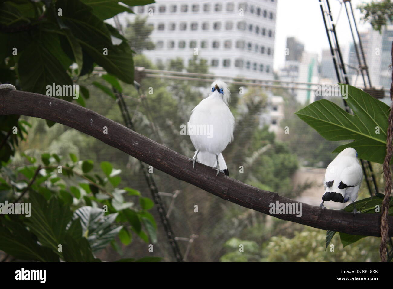 Birds in Asia Hong Kong Stock Photo - Alamy