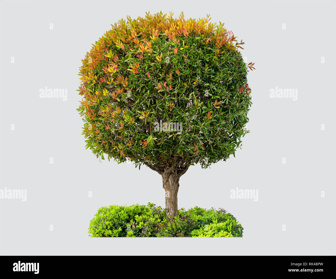 Circle-trimmed miniature tree isolated on white background Stock Photo ...