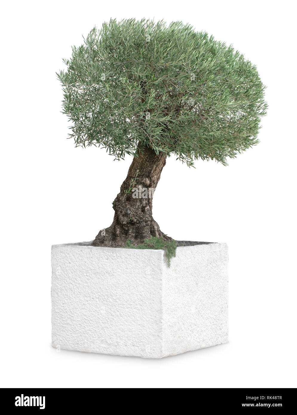 Young miniature olive tree bansai in a white square pot for gardening ...
