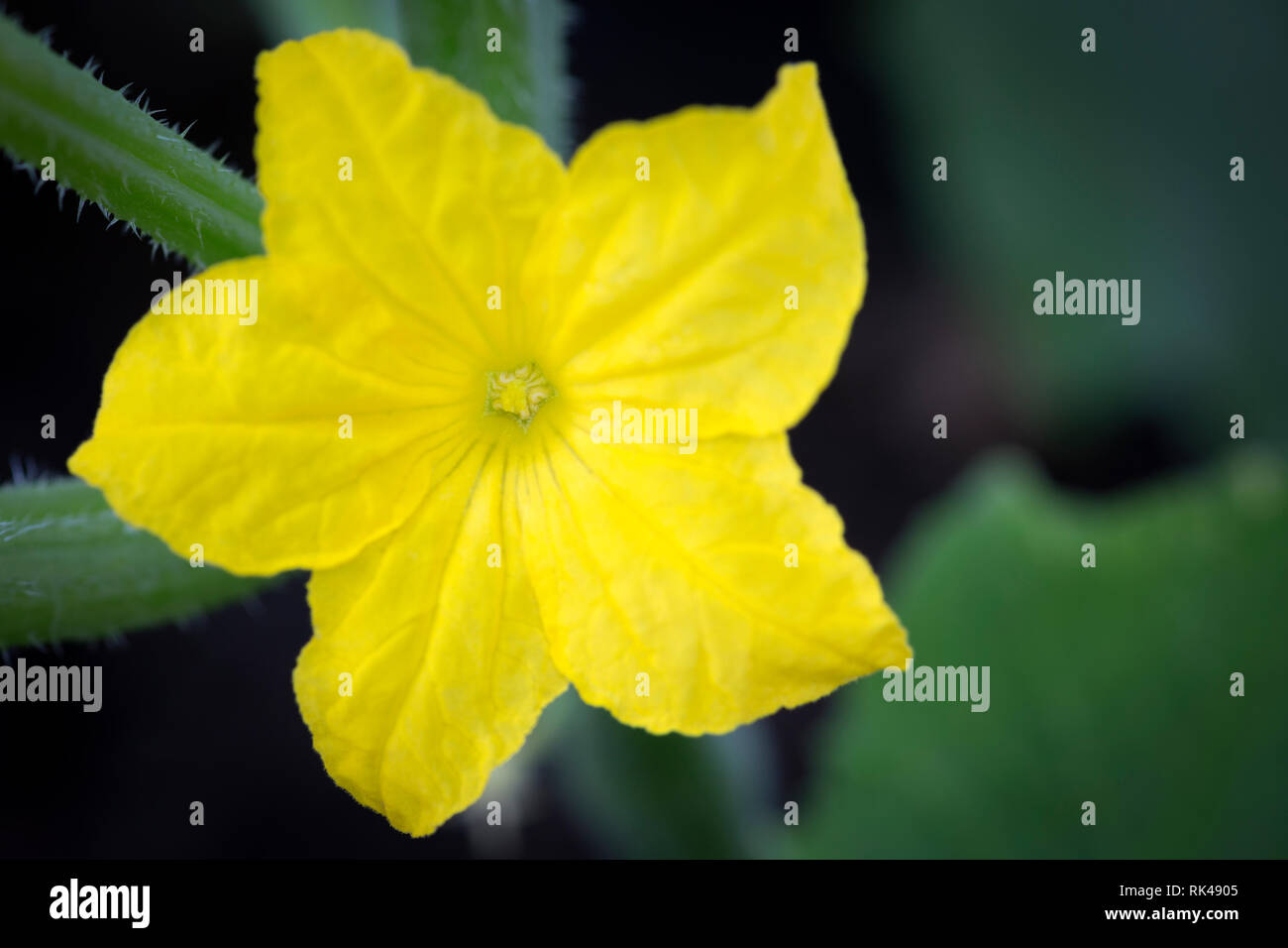 Green cucumber plants yellow hi-res stock photography and images - Alamy