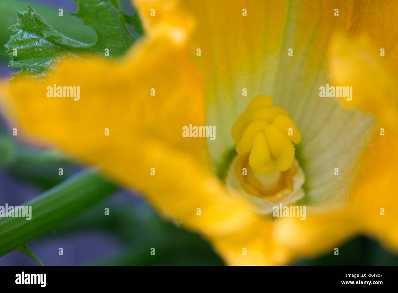 Female pumpkin flower hi-res stock photography and images - Alamy
