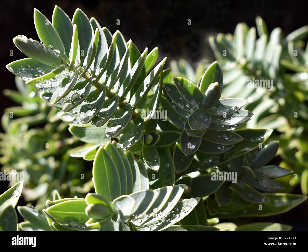 Evergreen plant hebe hi-res stock photography and images - Alamy