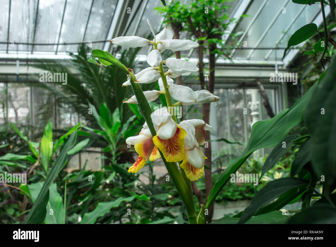Alpinia nutans hi-res stock photography and images - Alamy