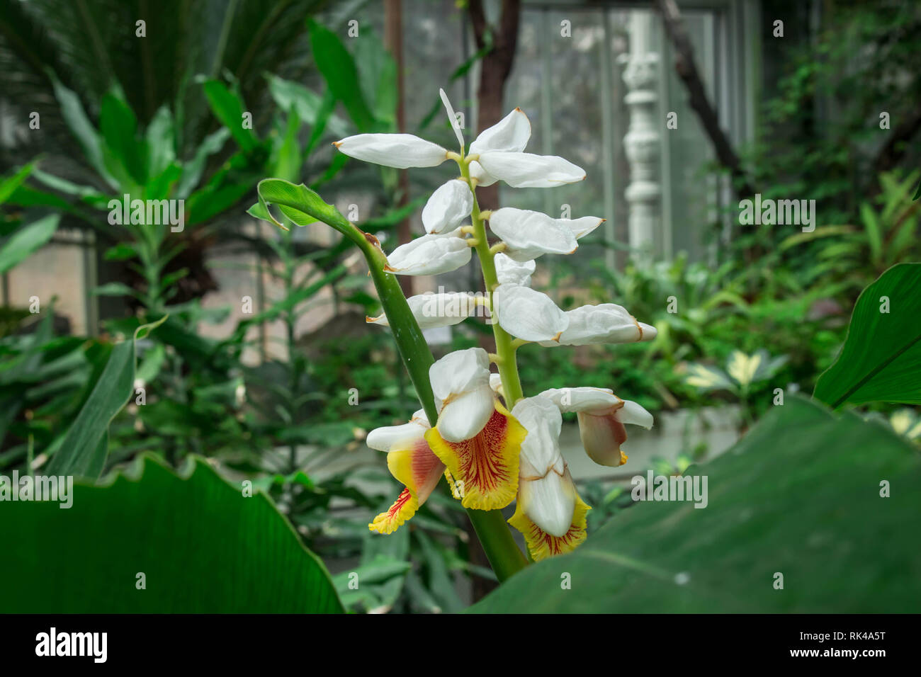 Alpinia nutans hi-res stock photography and images - Alamy